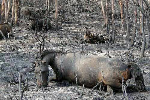 Animais morrem queimados em incêndio na Chapada dos Veadeiros – Blog do ...
